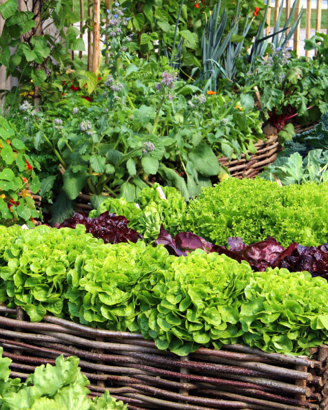 Best Herb Gardens - Garden and Yards